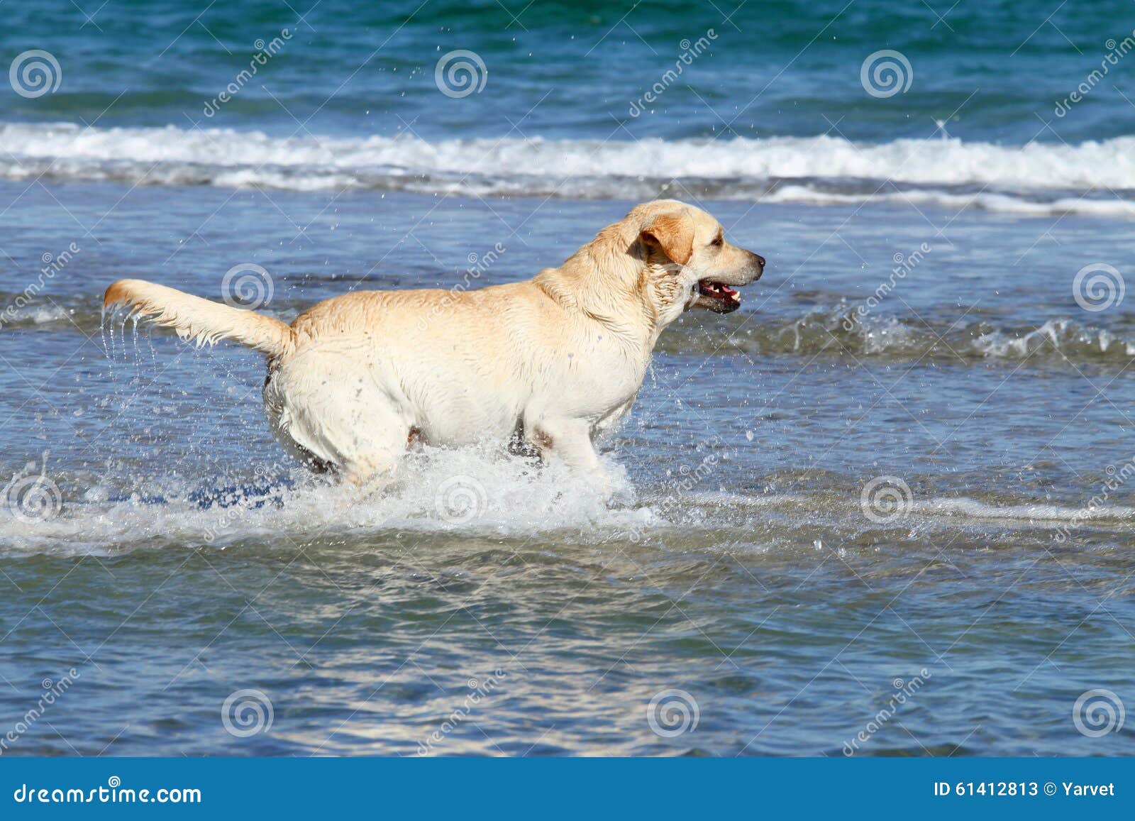 Yellow Labrador Swimming in the Sea Stock Image - Image of golden ...