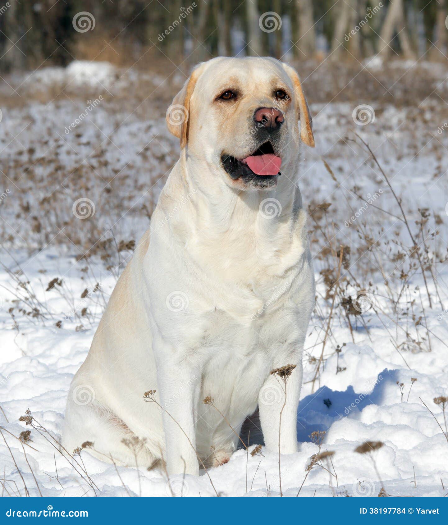 Yellow Labrador in Winter Portrait Stock Photo - Image of friend ...