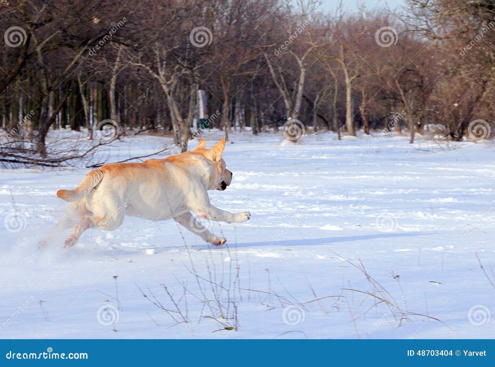 Yellow Labrador in Winter Running Stock Photo - Image of friend ...
