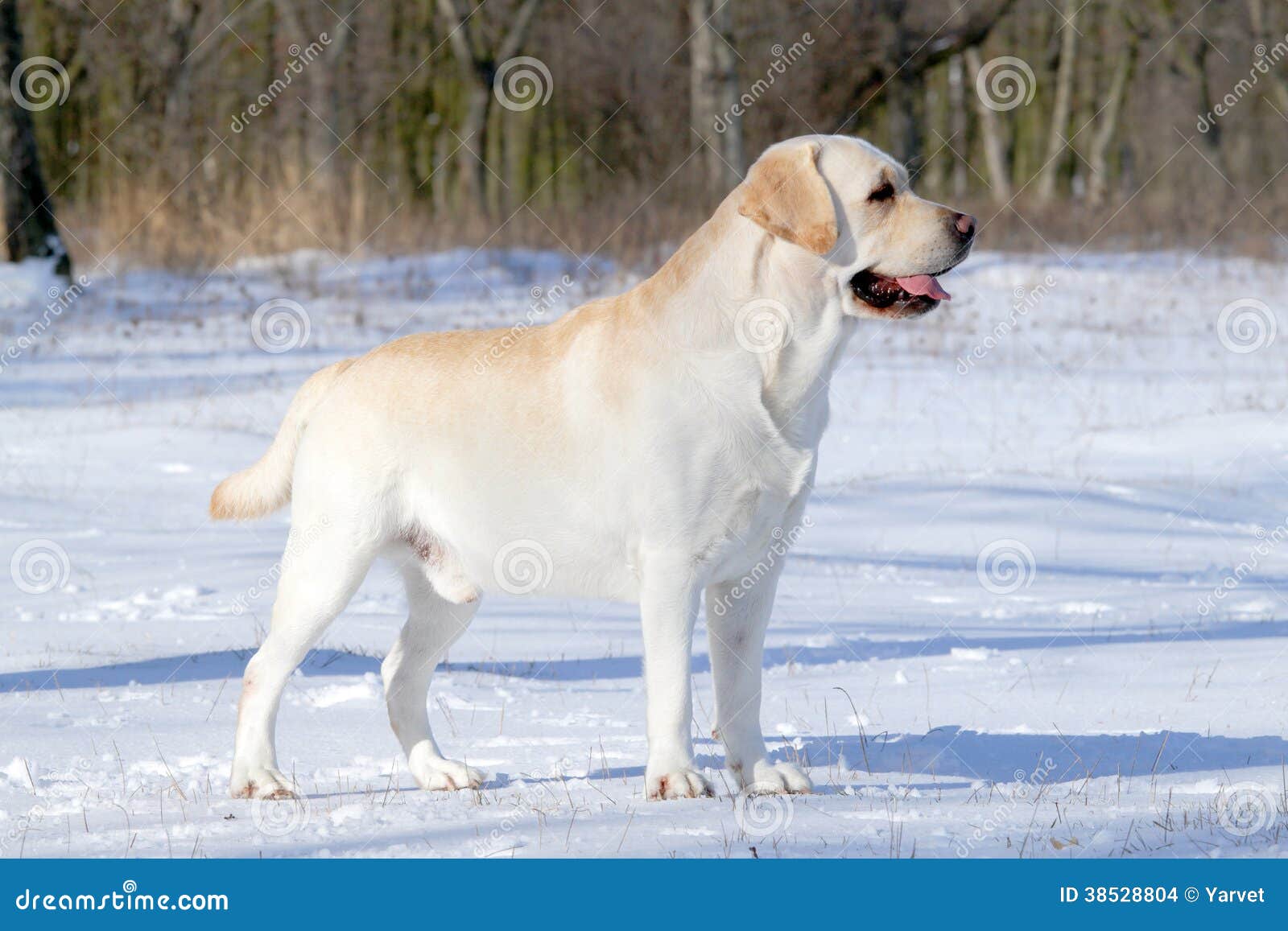 Yellow labrador in winter stock photo. Image of park - 38528804