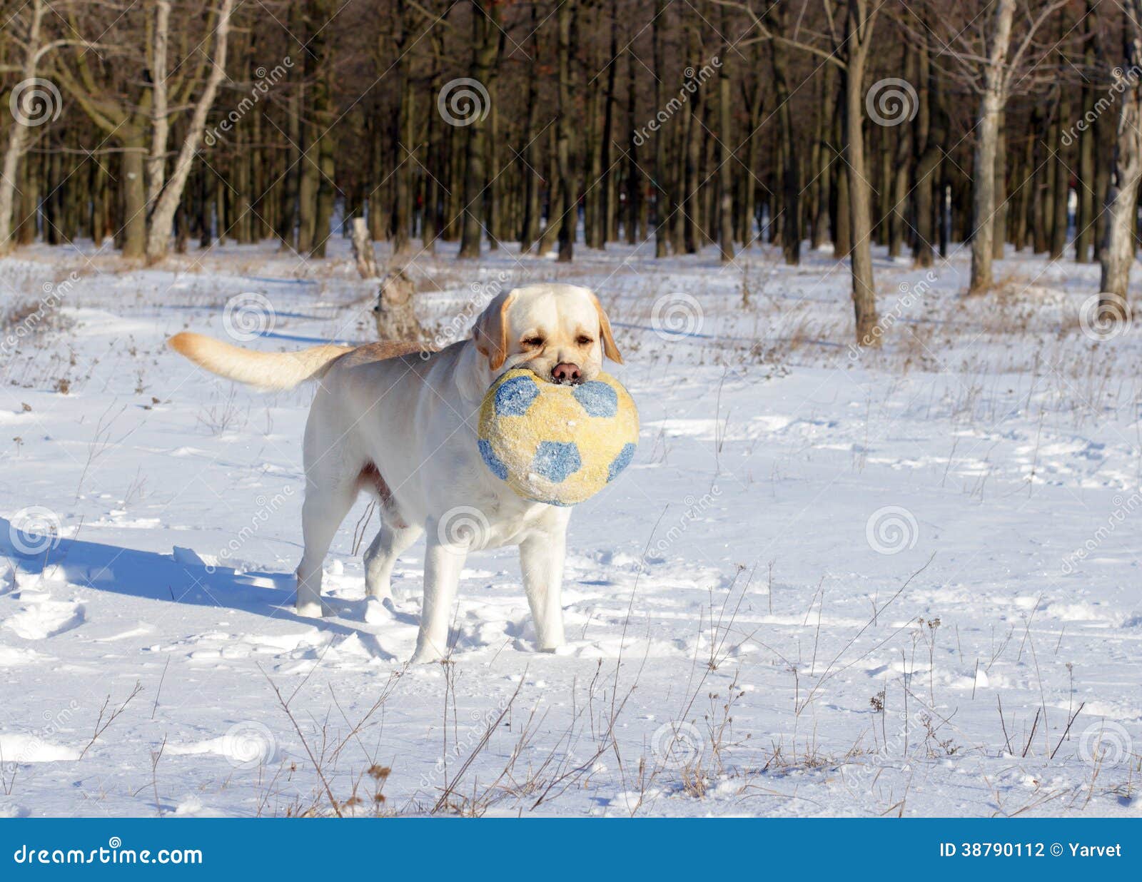 Yellow labrador in winter stock photo. Image of cute - 38790112