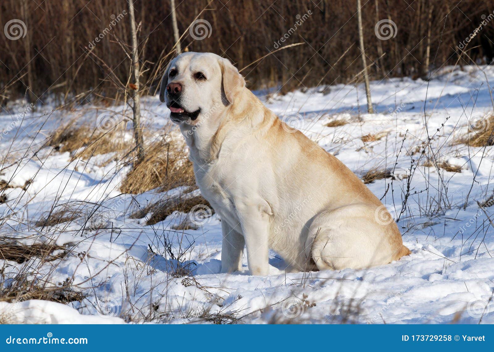 The Yellow Labrador in Winter in Snow Portrait Stock Photo - Image of ...