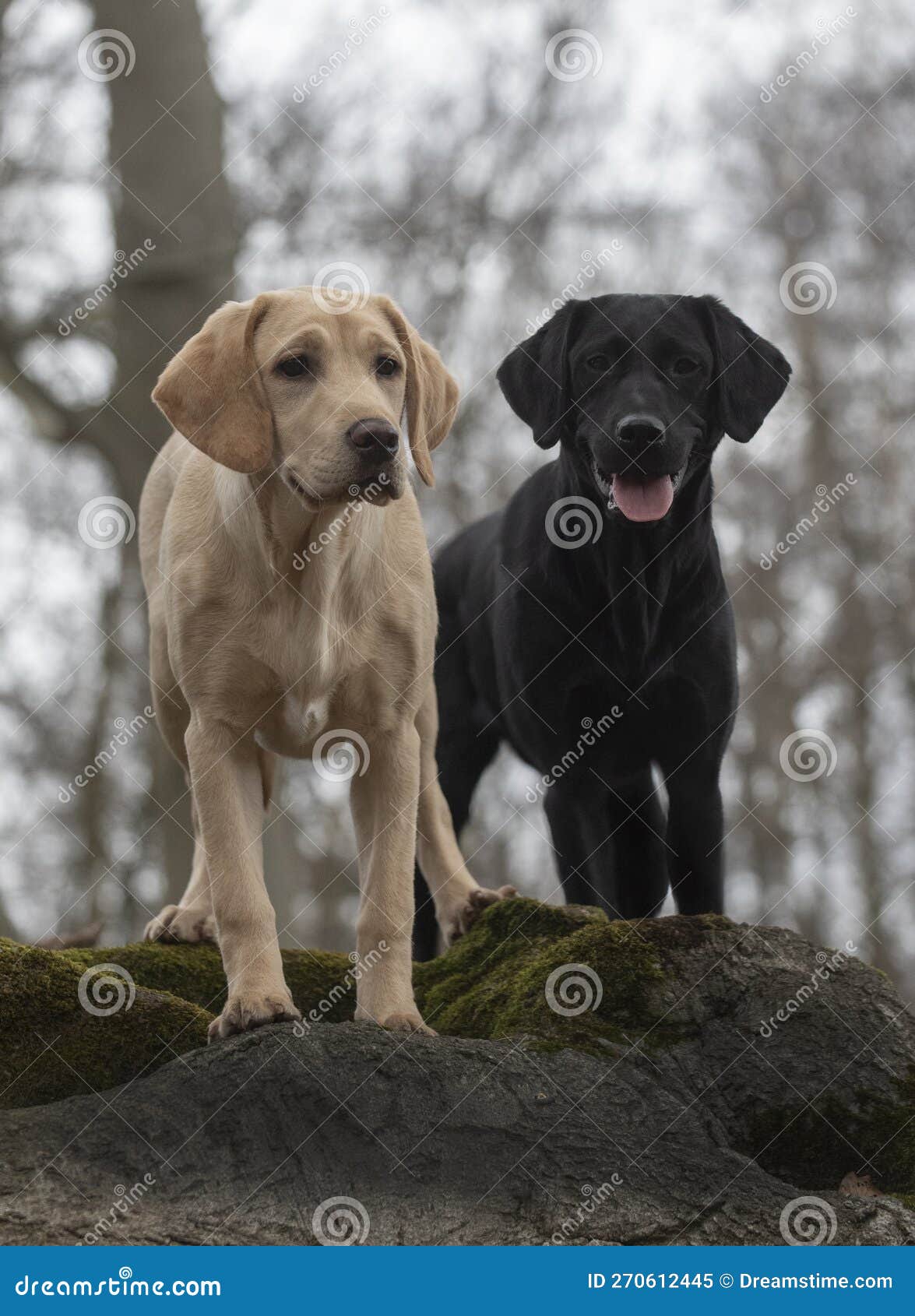 Yellow Labrador in the Forest on a Tree Stock Image - Image of snout ...