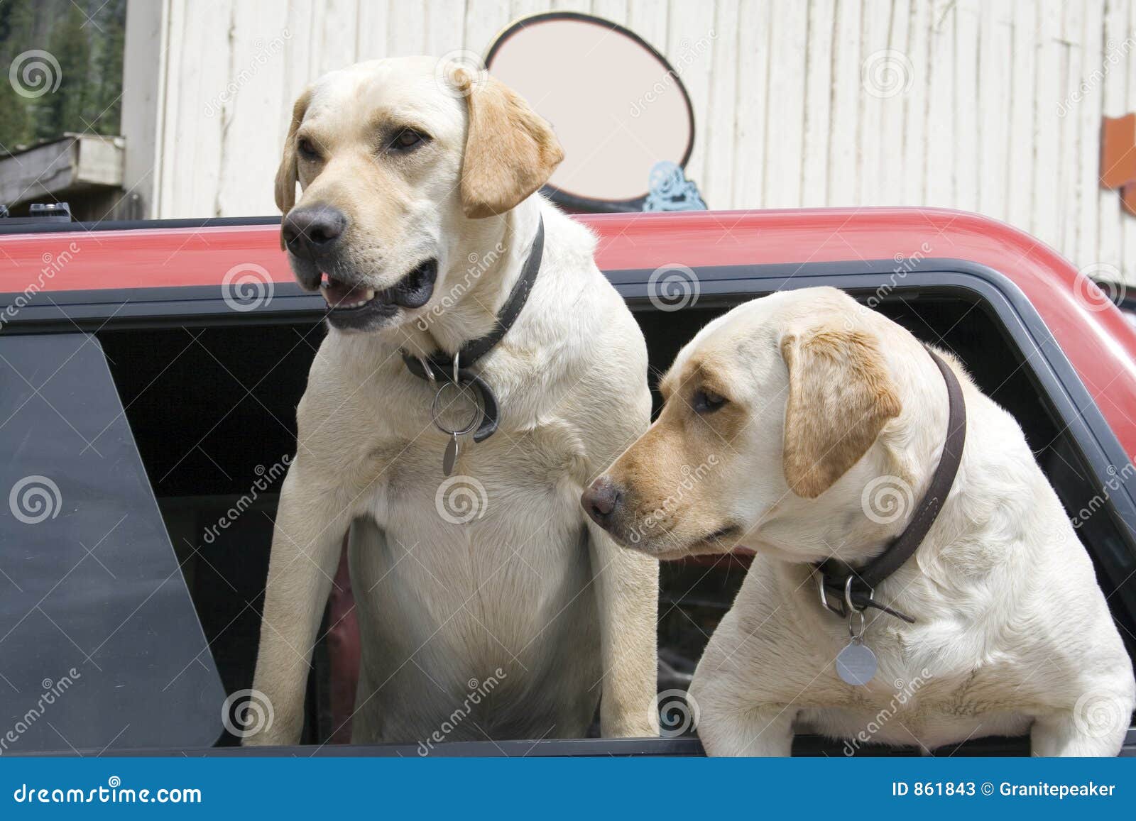 Yellow Labs stock image. Image of retriever, home, excite - 861843