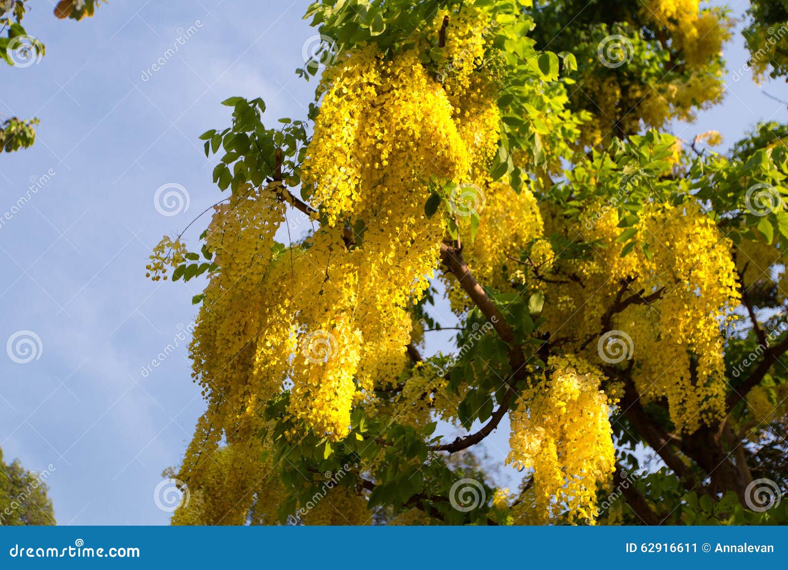 Yellow Laburnum Anagyroides,common Laburnum, Golden Chain Or Golden ...