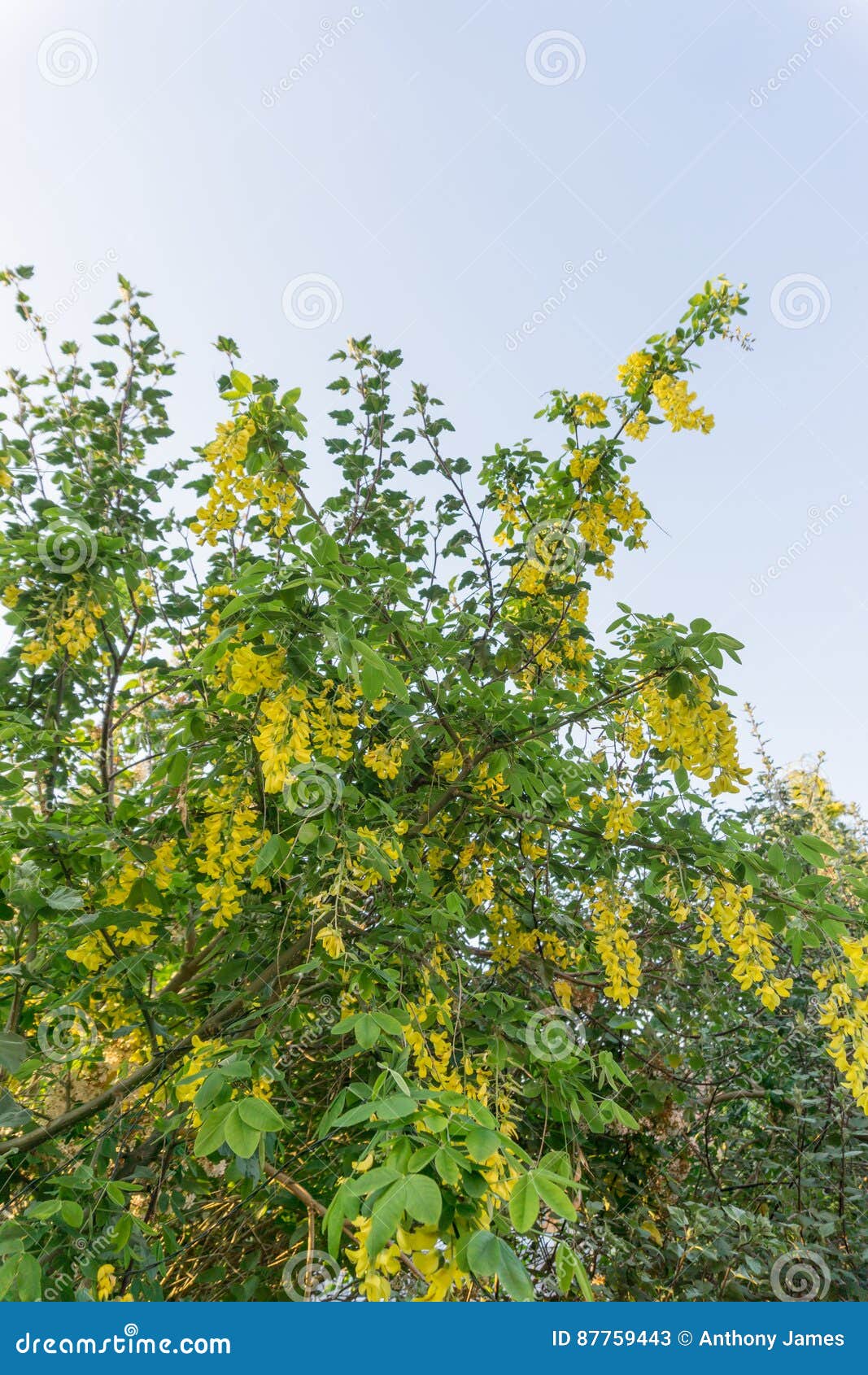 Yellow laburnum tree. stock image. Image of parks, hedge - 87759443