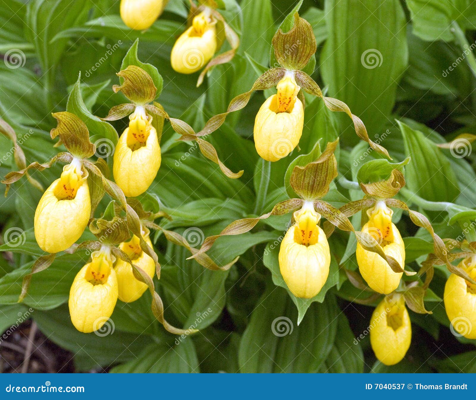 Greater Yellow Ladys Slippers Flowers Stock Image - Image of golden ...
