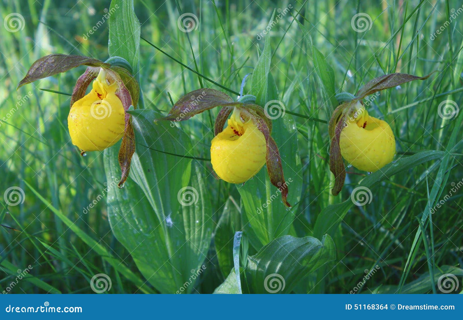 Yellow Ladys Slippers stock photo. Image of slipper, perinnial - 51168364