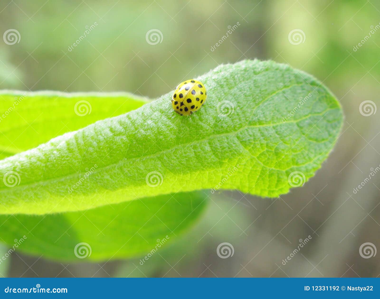Yellow Ladybird With White Spots Stock Image | CartoonDealer.com #230786083