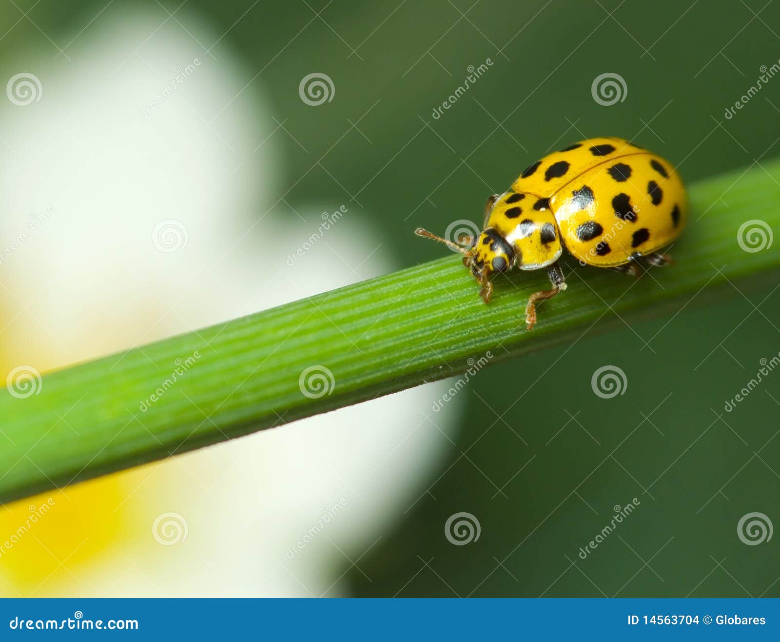 Yellow Ladybird With White Spots Stock Photo | CartoonDealer.com #230786058