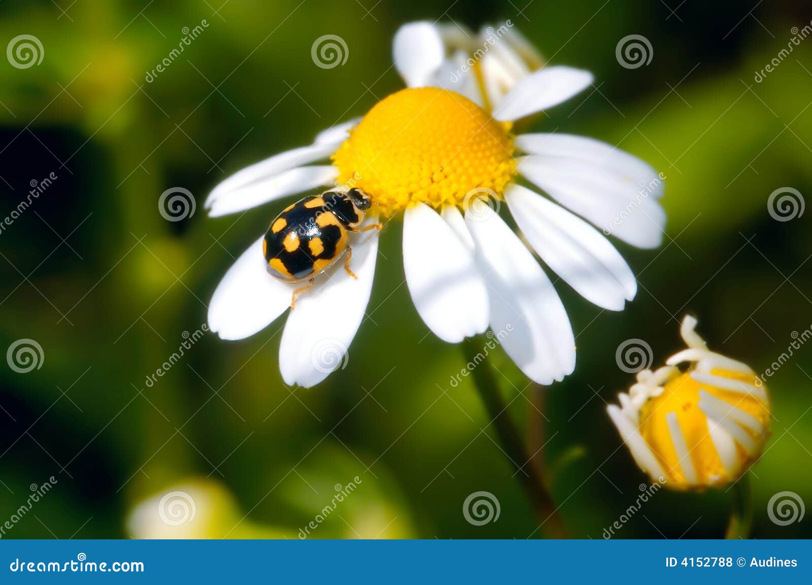 Yellow ladybird stock photo. Image of garden, spots, wildlife - 4152788