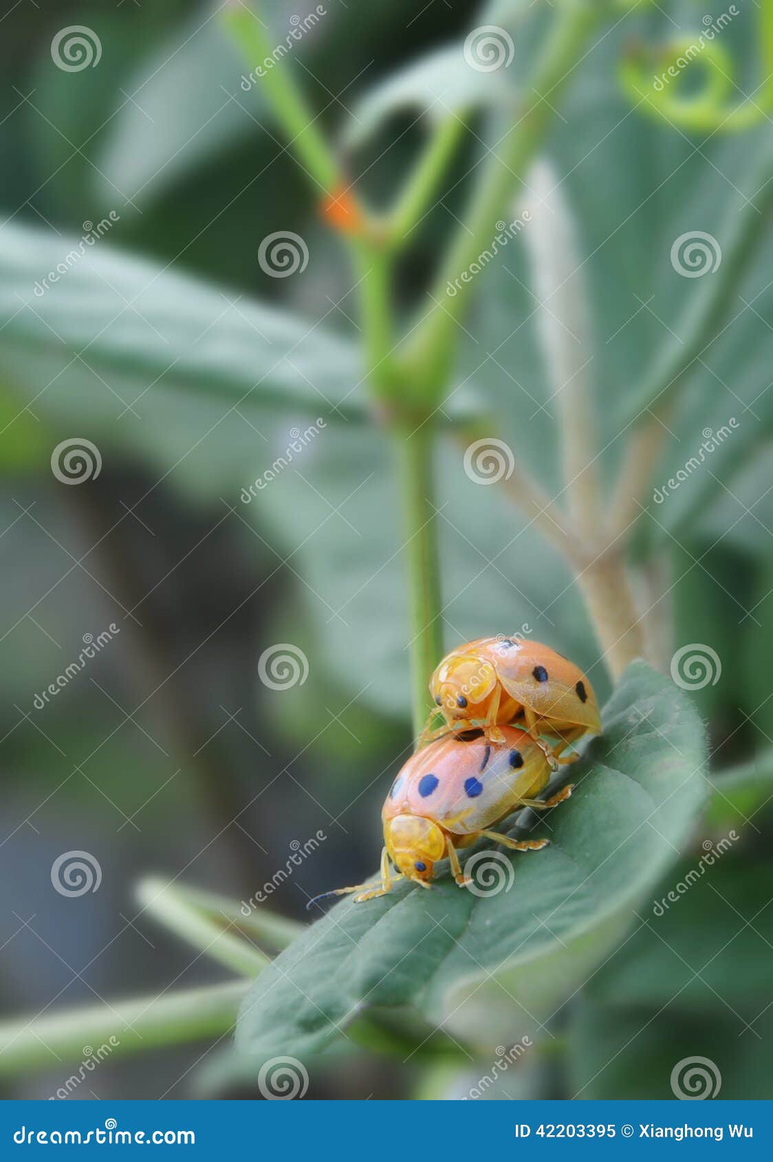 Yellow Ladybird With White Spots Stock Photo | CartoonDealer.com #230786058