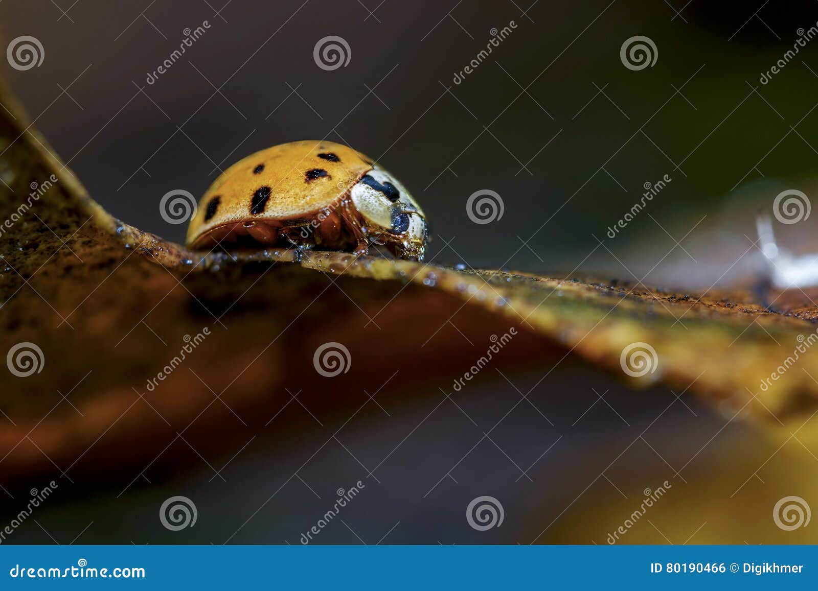 Yellow Ladybird With White Spots Stock Image | CartoonDealer.com #230786083