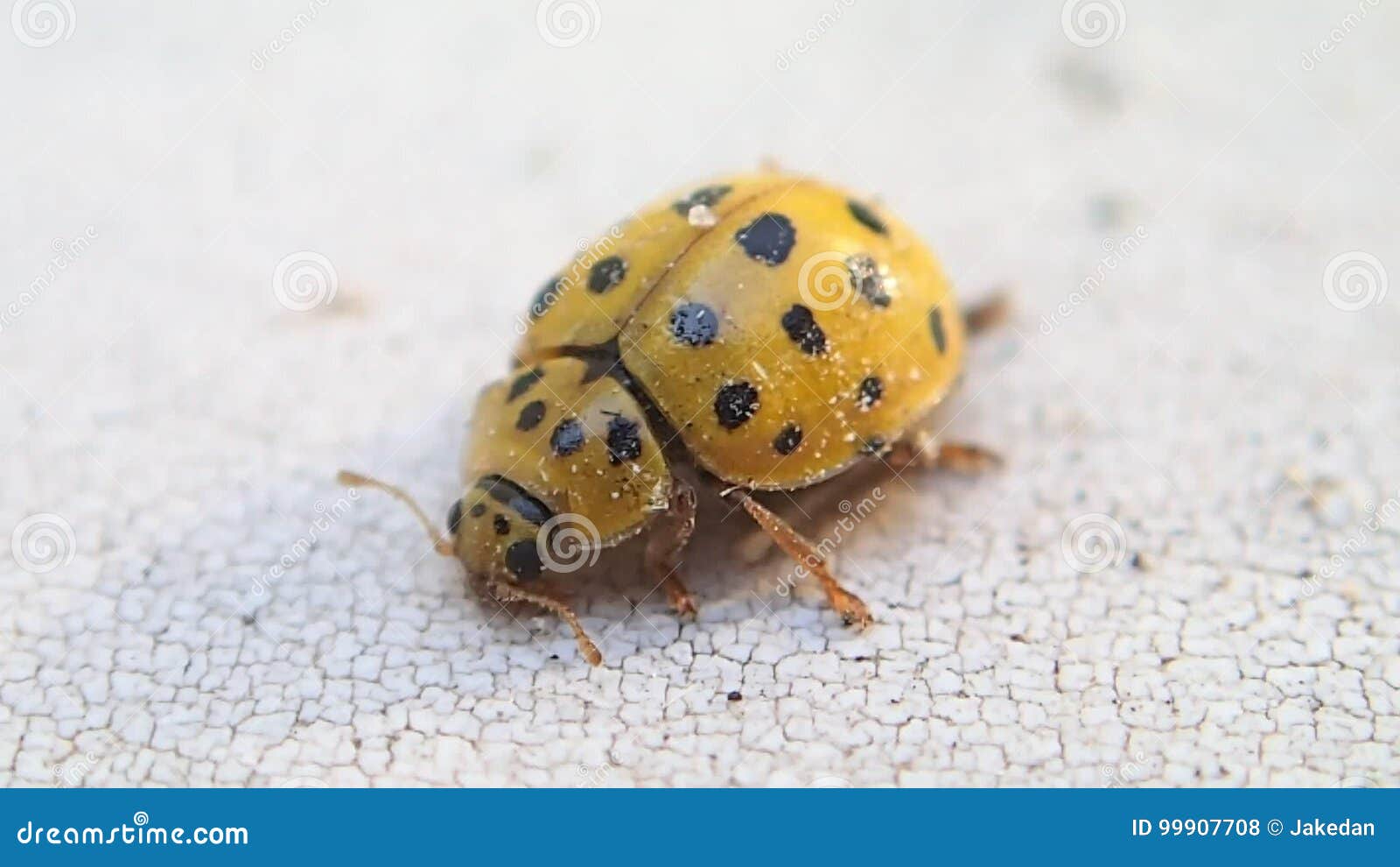 Yellow Ladybird Stretching Its Body Stock Footage - Video of ladybird ...