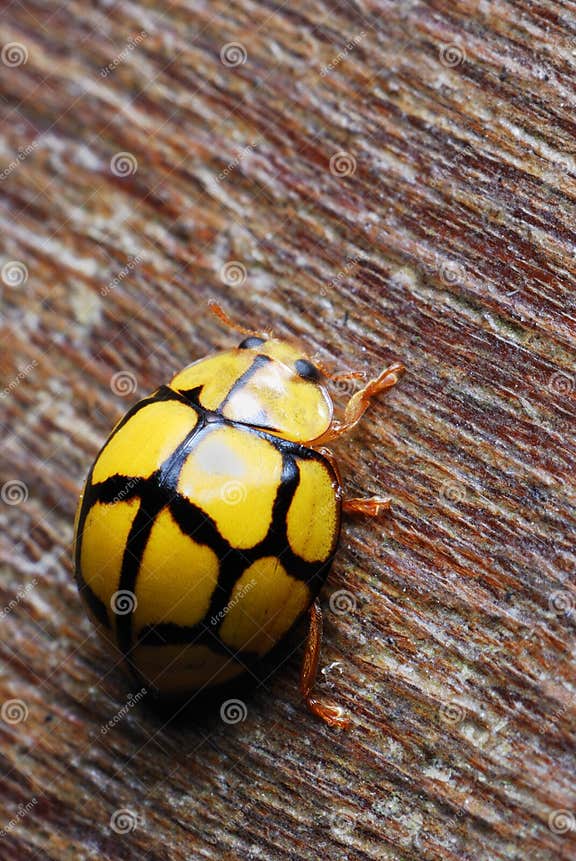 Yellow Ladybug stock photo. Image of beetle, cute, ecology - 14405474