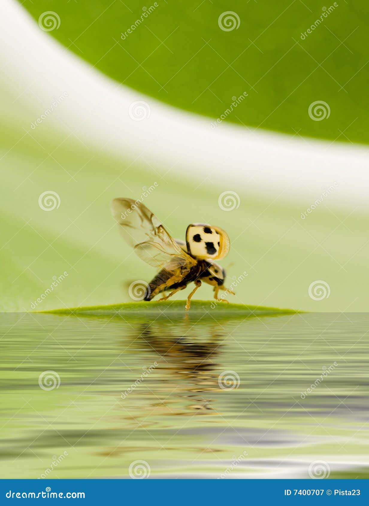 Yellow ladybug stock image. Image of macro, ladybird, beautiful - 7400707
