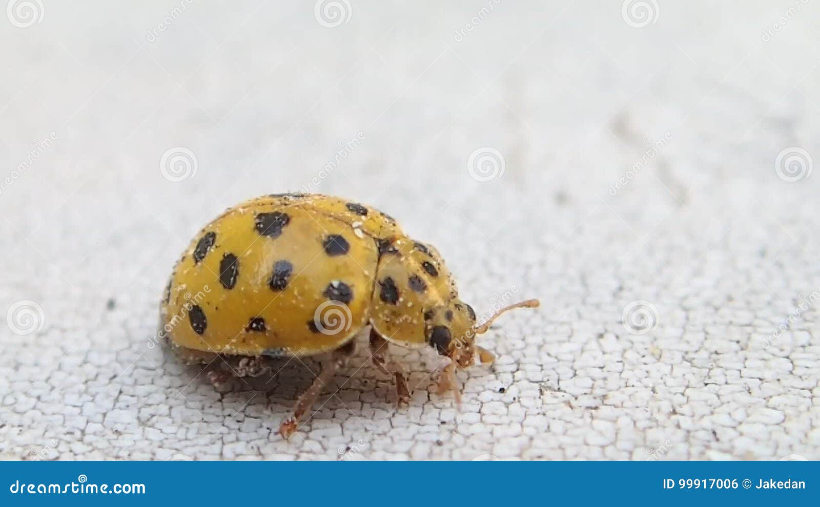 Yellow Ladybug Cleaning Its Legs Stock Footage - Video of legs ...