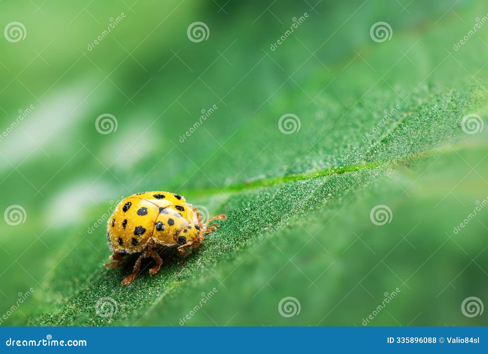 Yellow Ladybug on the Green Leaf. Ladybird Insect Macro Shot, Bug on a ...