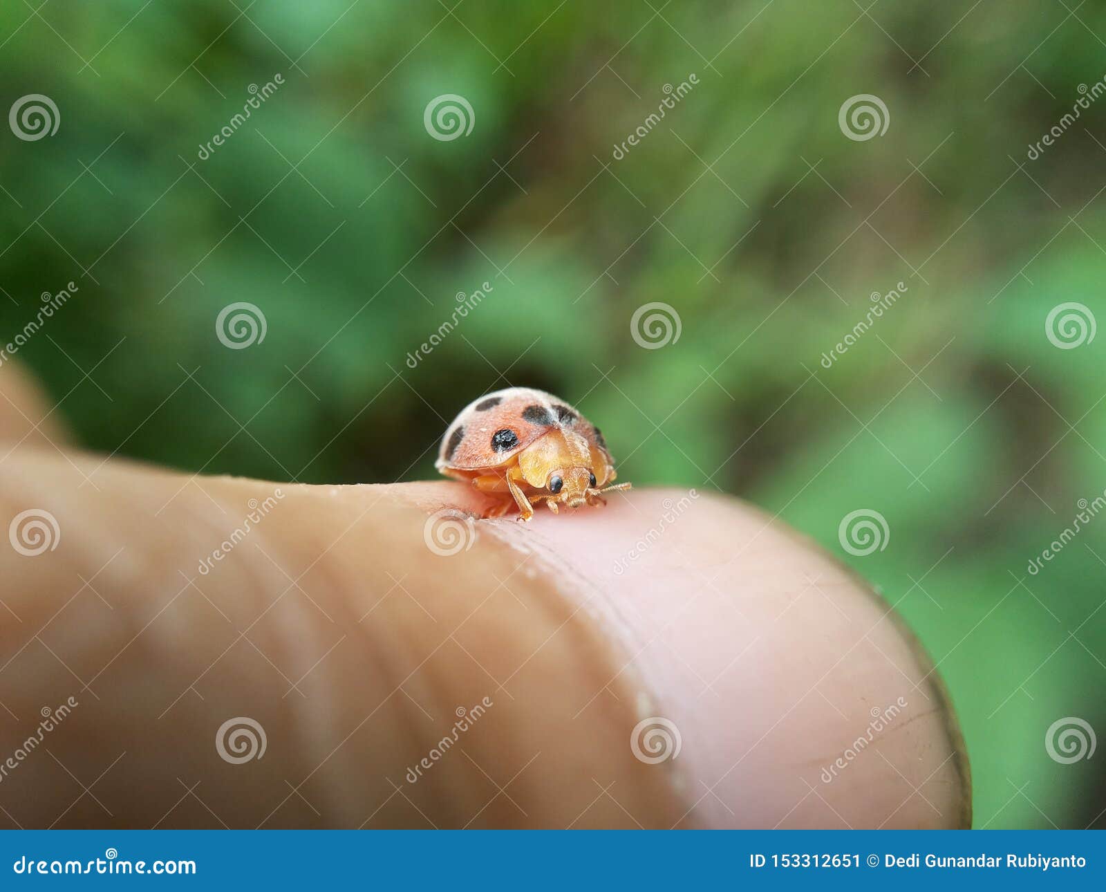 Yellow ladybug in hand stock image. Image of closeup - 153312651
