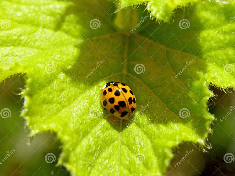 Yellow Ladybug Insects stock image. Image of aphids, aphid - 32484885