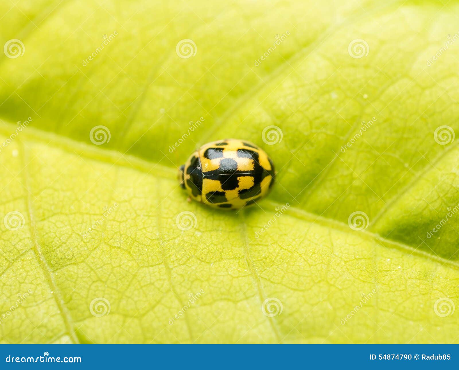 Yellow Ladybug Macro stock photo. Image of antennas, critter - 54874790