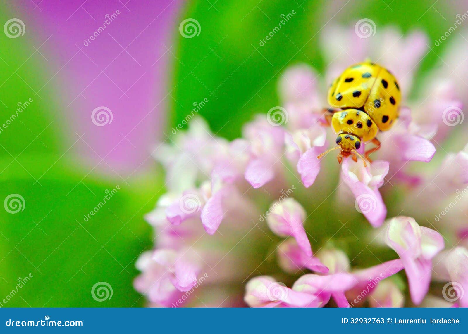 Yellow Ladybug On Green Leaf Stock Photo | CartoonDealer.com #41312880