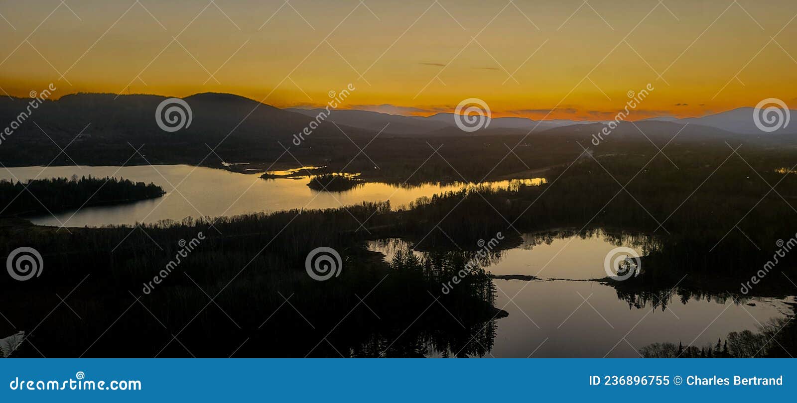 Yellow Lake Trout Illustration In Light Pink And Silver Line Drawing ...