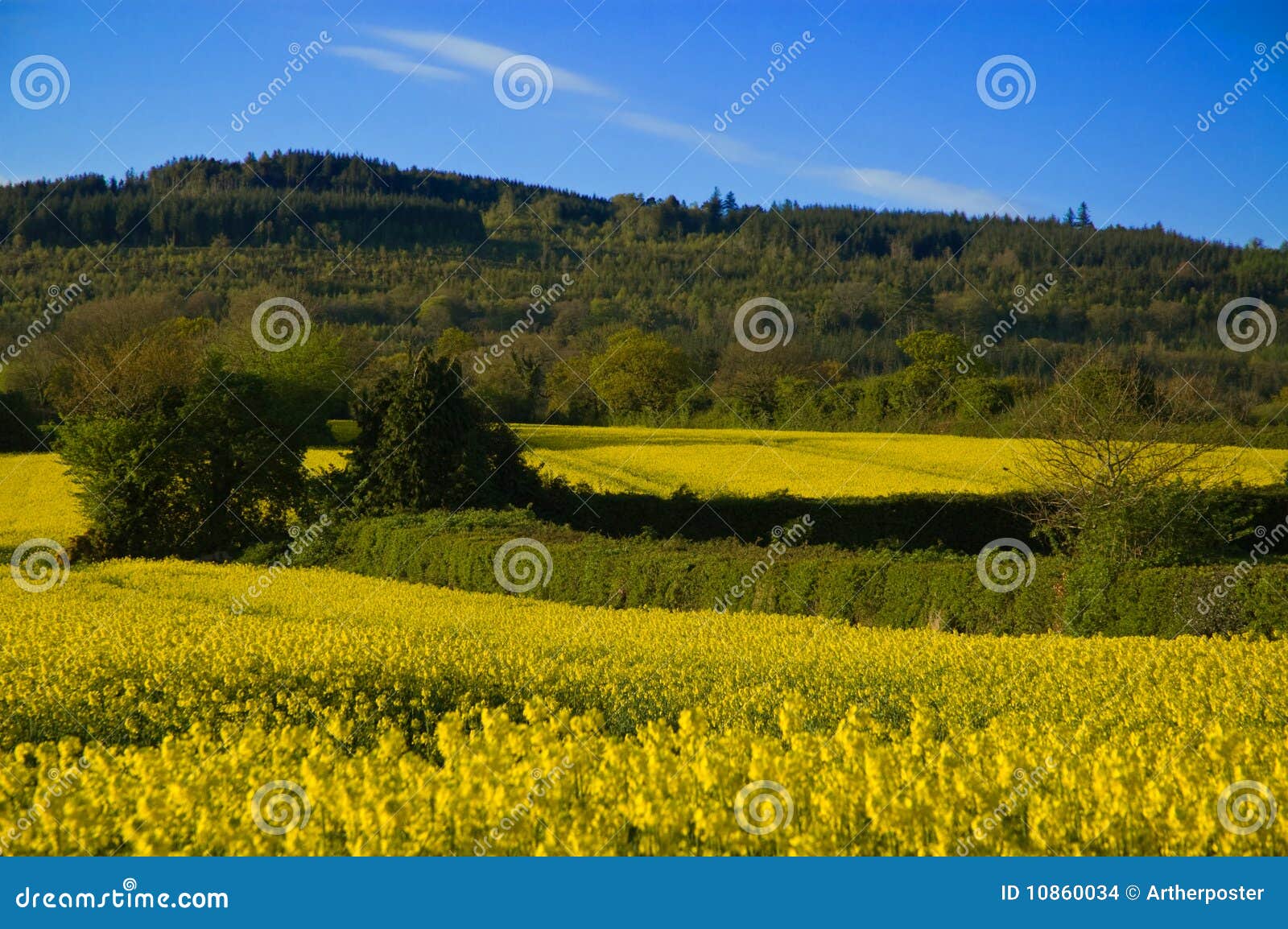 Yellow landscape of hill stock photo. Image of vacations - 10860034