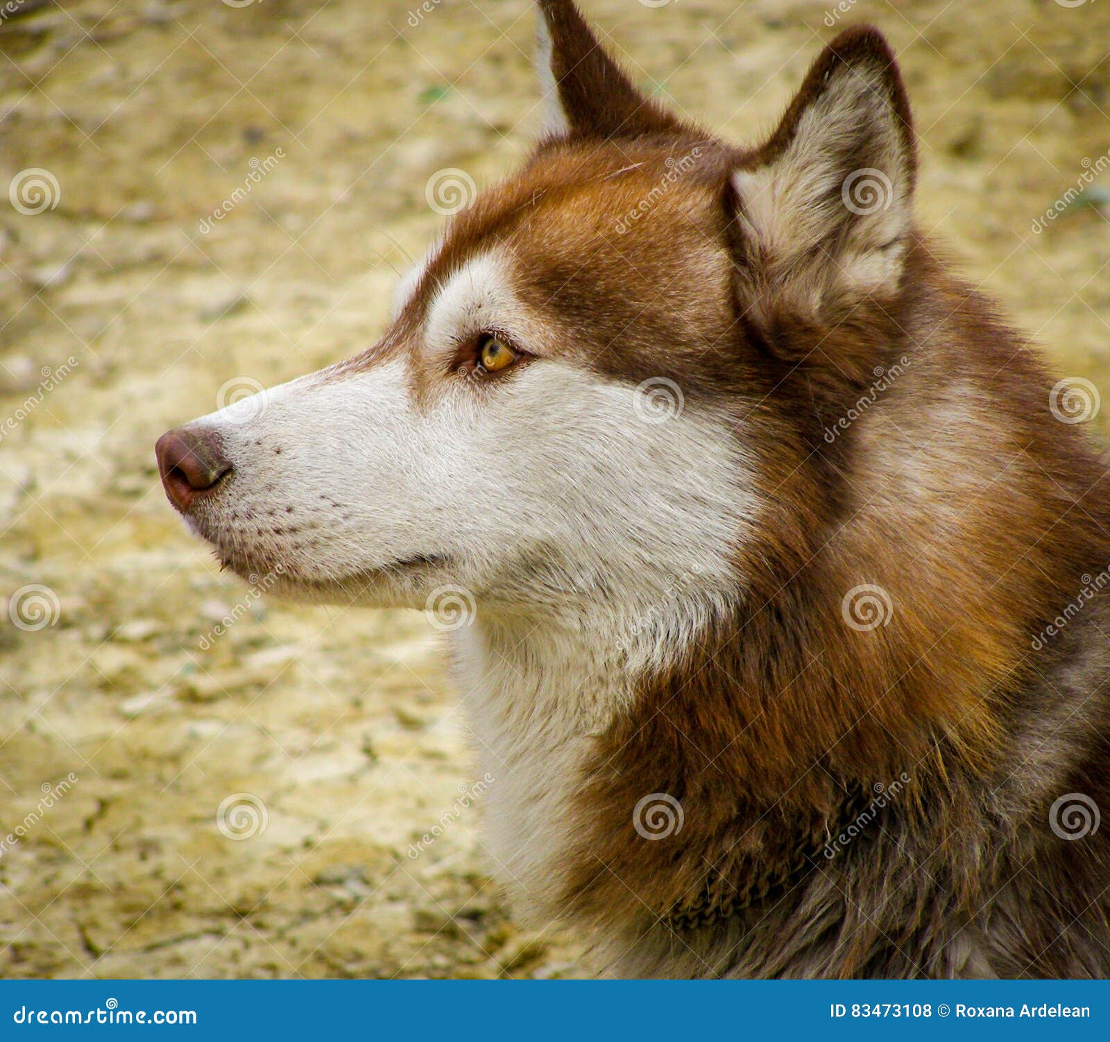 Yellow Landscape Sand and Trees Dog Face Stock Photo - Image of green ...