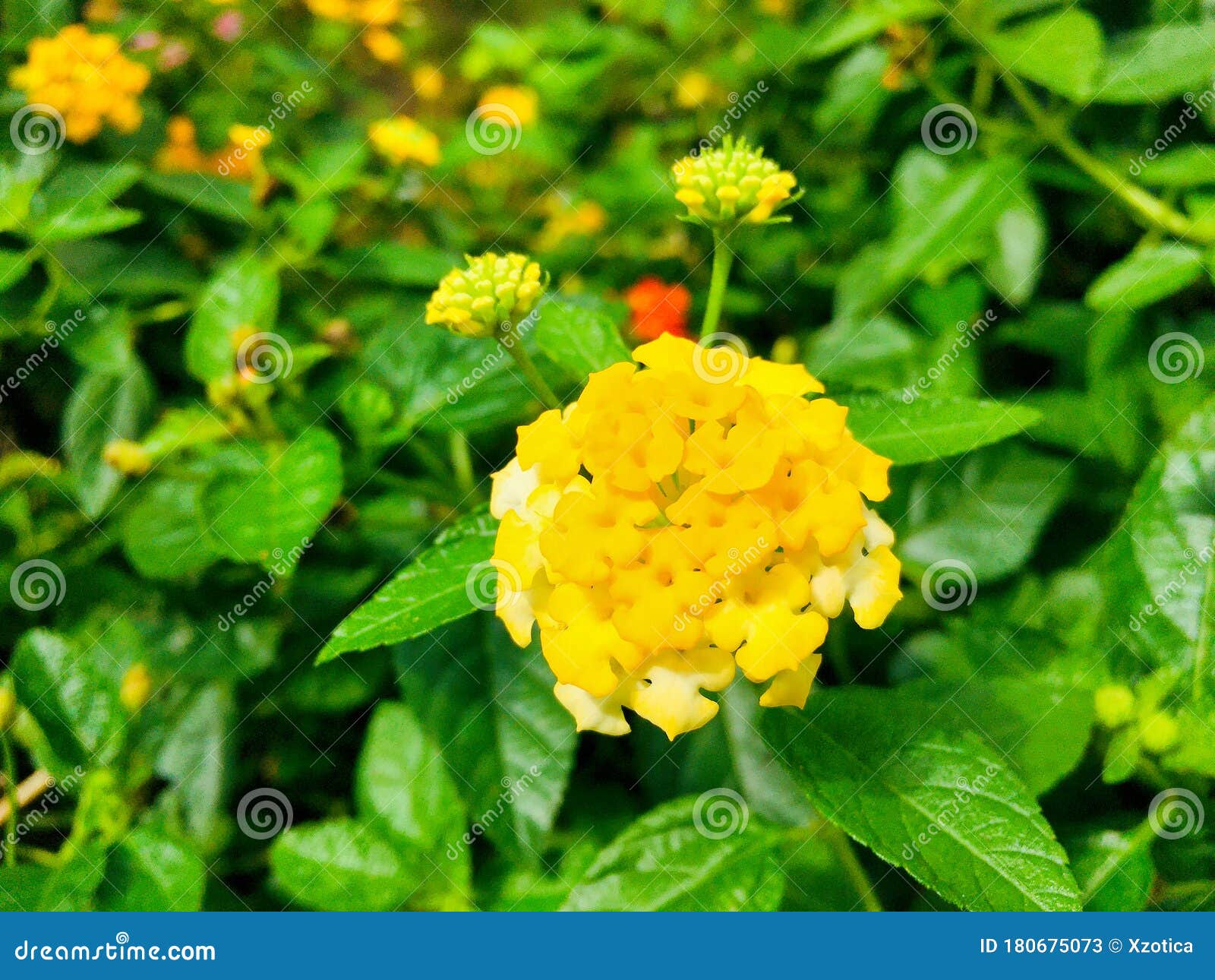 Yellow Lantana Flower in the Garden Stock Image - Image of lantana ...