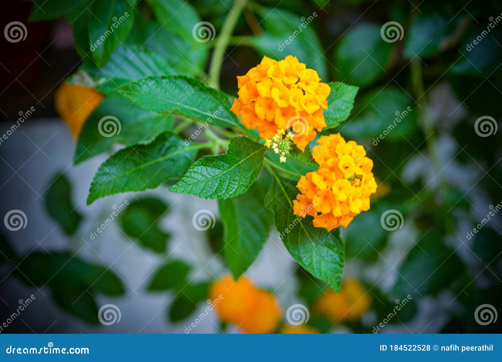 Yellow Lantana Flower Kerala Stock Photo - Image of green, lantana ...