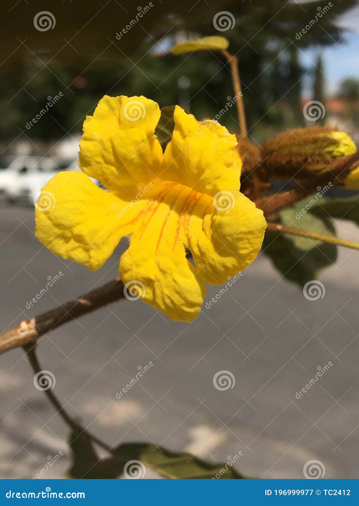 Yellow lapacho flower stock image. Image of close, tree - 196999977