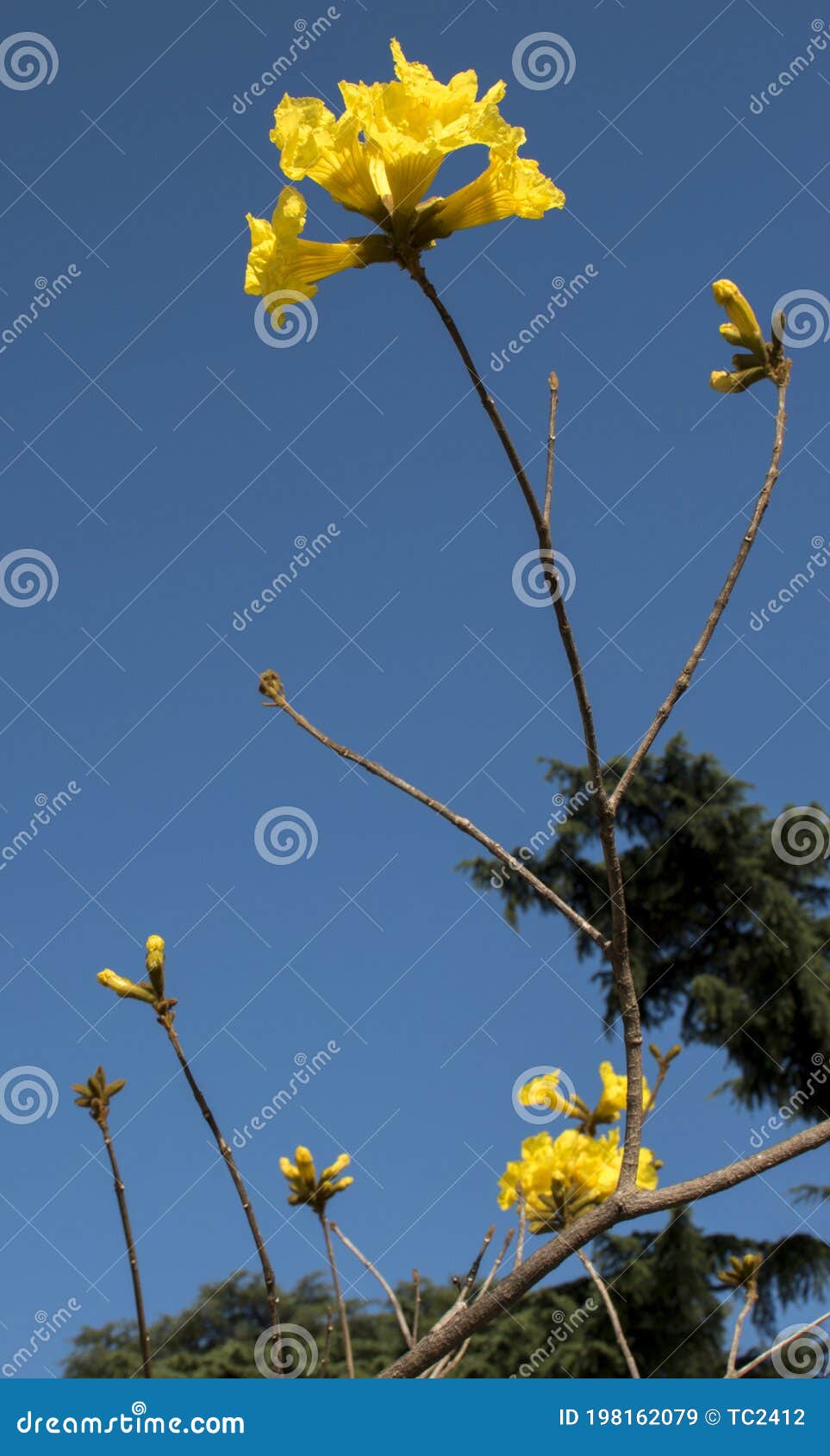Yellow lapacho flower stock image. Image of detail, spring - 198162079