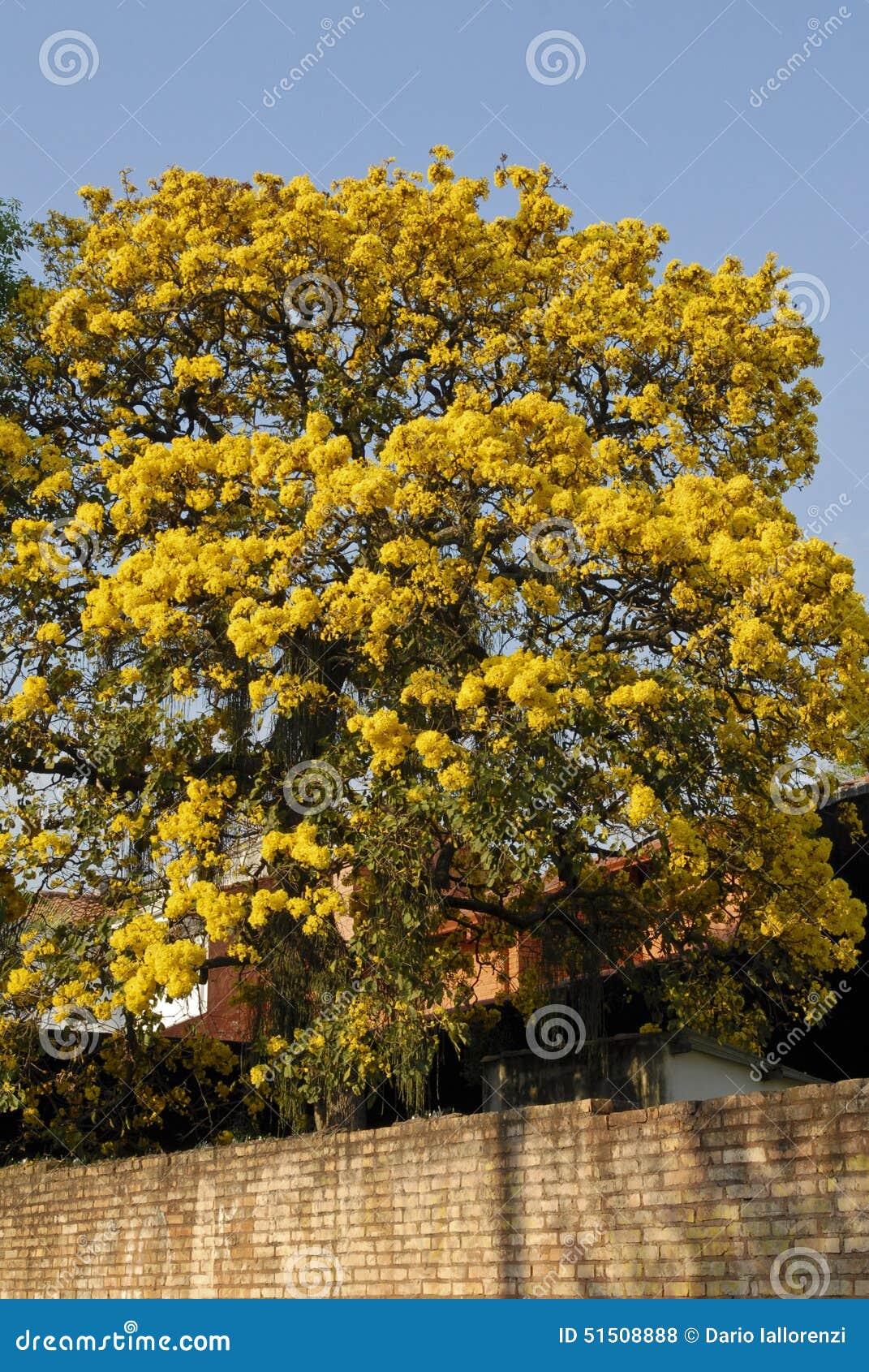 Yellow Lapacho tree stock photo. Image of flora, magenta - 51508888