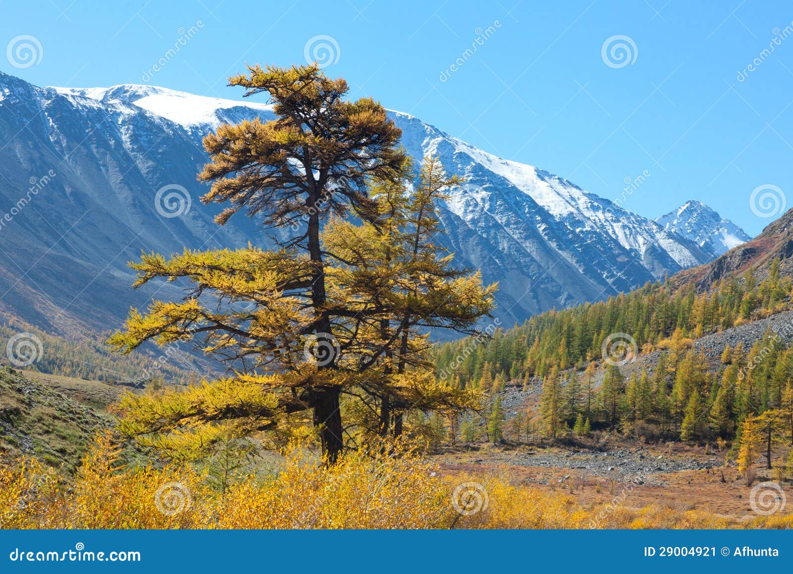 Yellow larch stock image. Image of descriptive, sunlight - 29004921