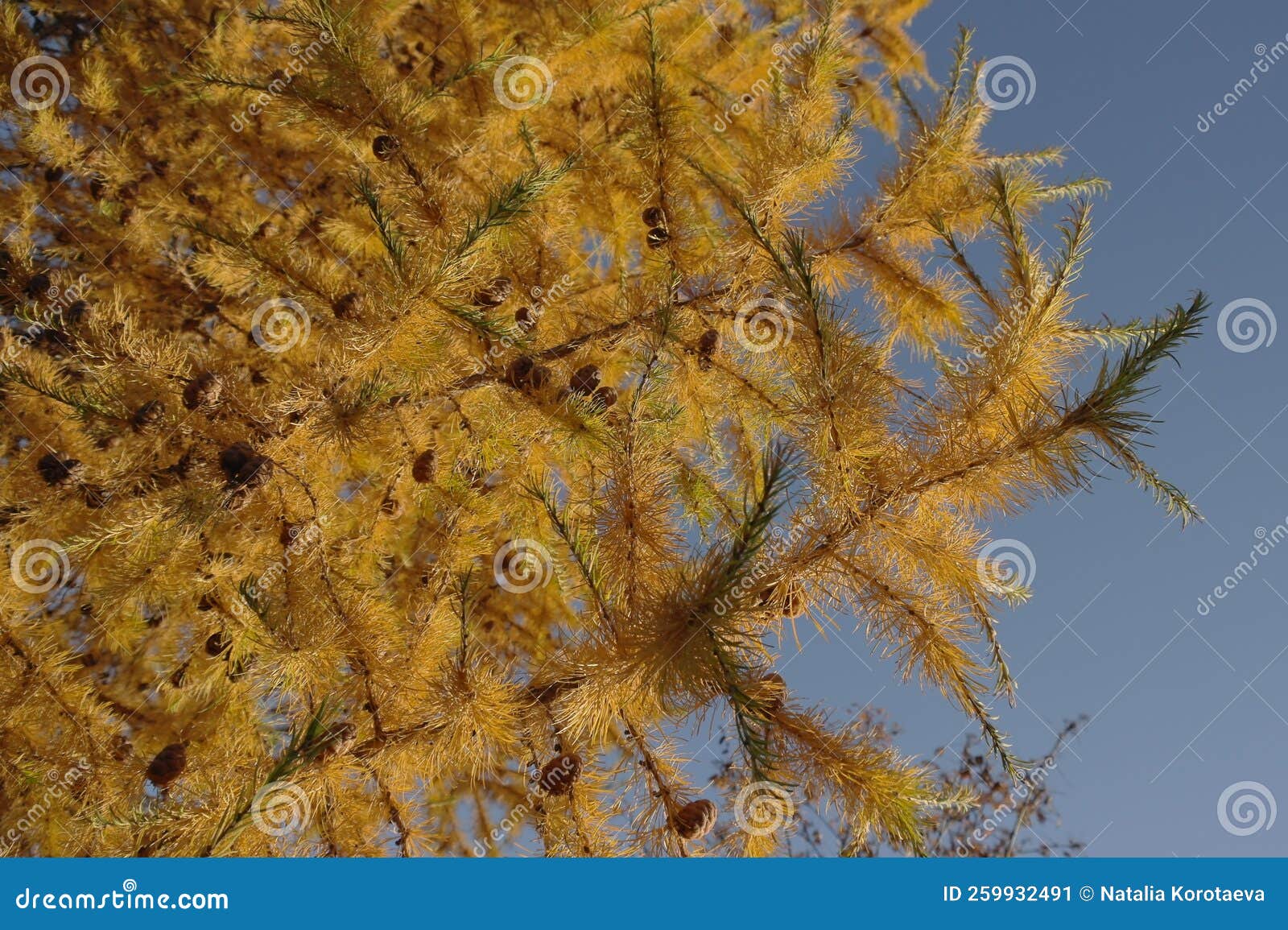 Yellow Larch Branch Against the Blue Sky Stock Image - Image of tree ...