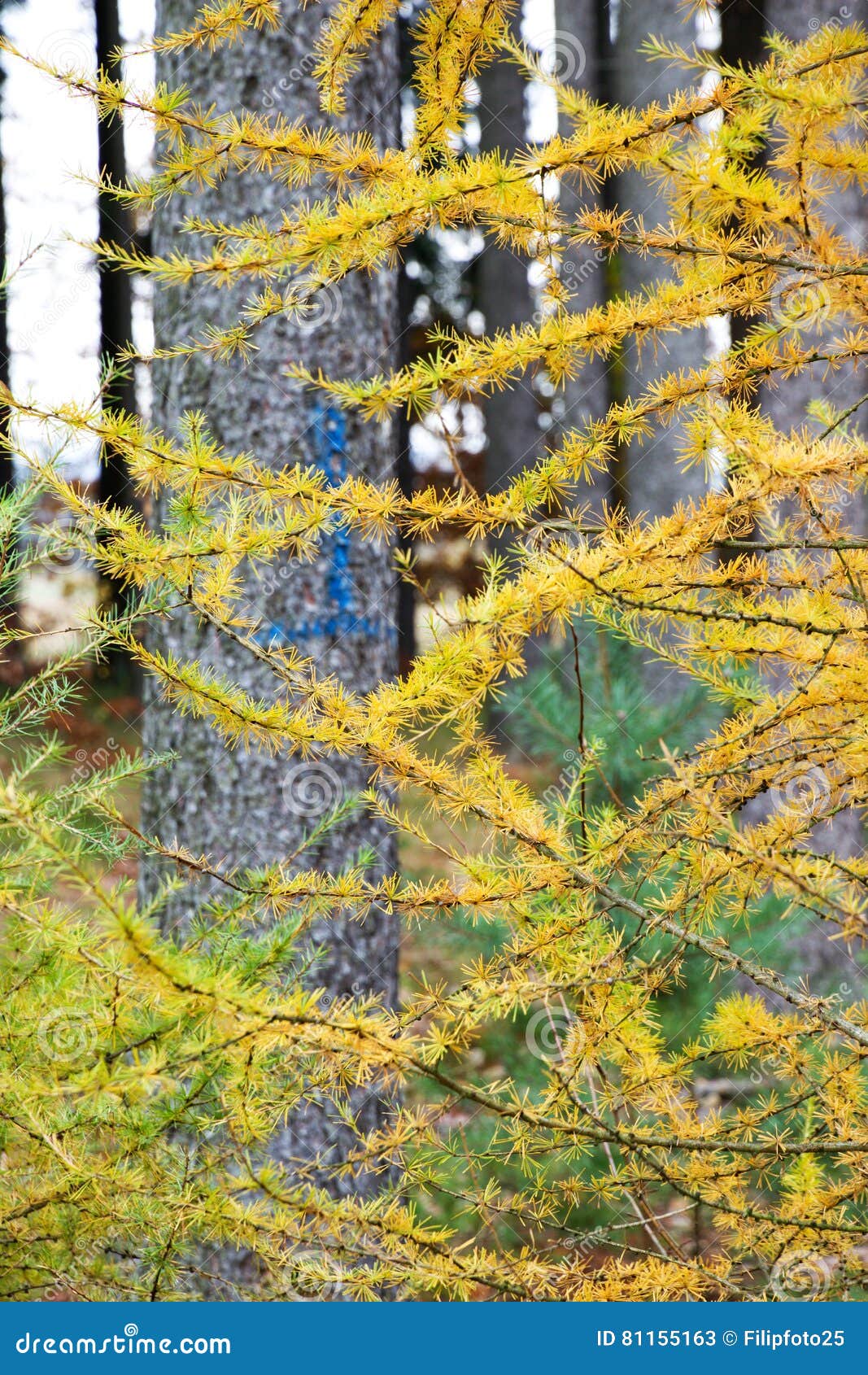 Yellow larch branch stock image. Image of nature, natural - 81155163