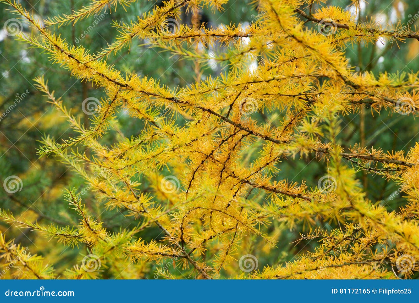 Yellow larch branch stock image. Image of foliage, landscape - 81172165