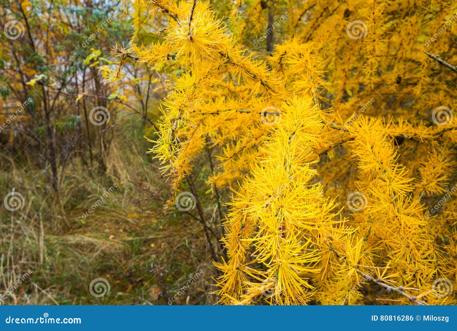 Yellow Larch Branch at Autumn Stock Photo - Image of macro, needle ...