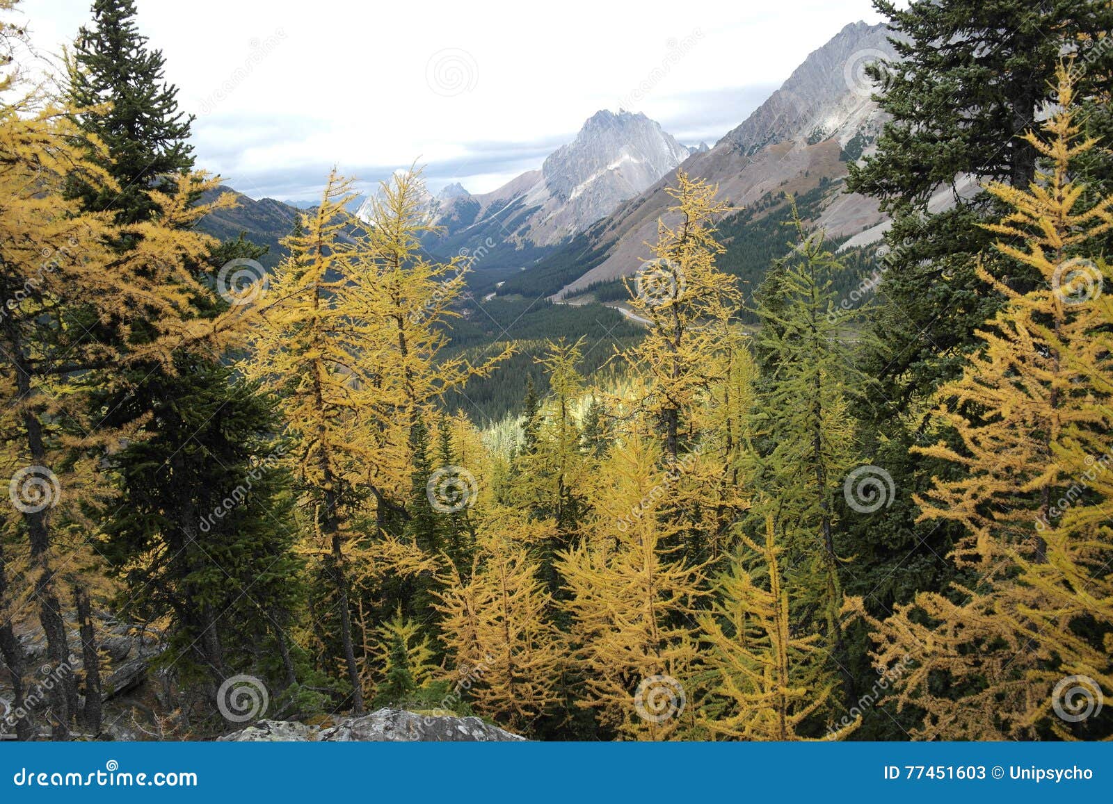 Yellow Larch Tree Forest in the Mountains Stock Image - Image of ...