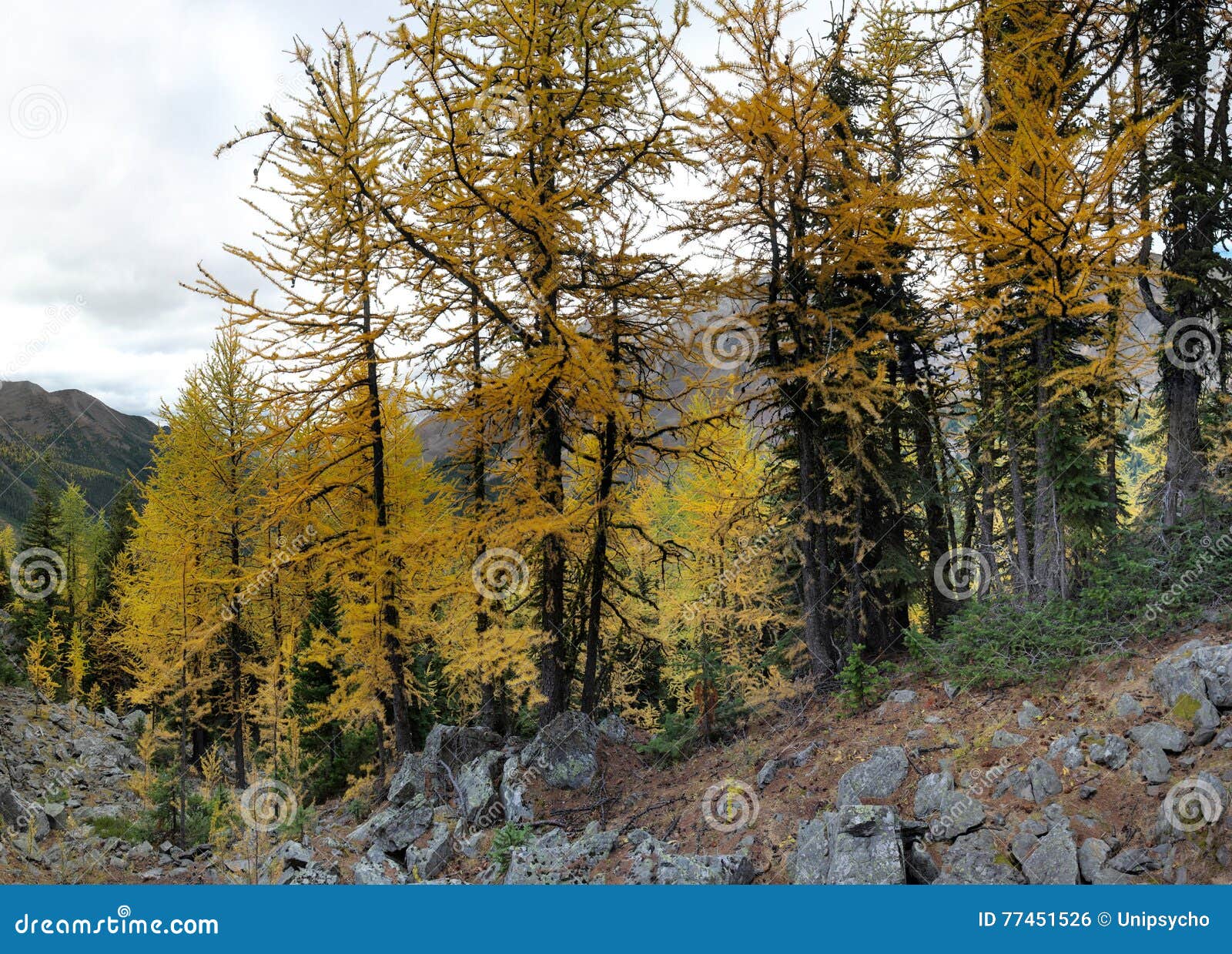 Yellow Larch Tree Forest in the Mountains Stock Photo - Image of cliff ...