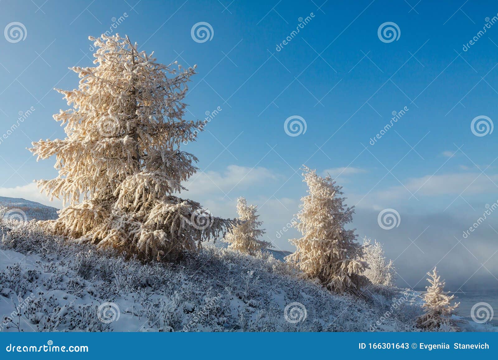 Yellow Larch Trees Covered with Fresh Snow in the Morning Stock Image ...