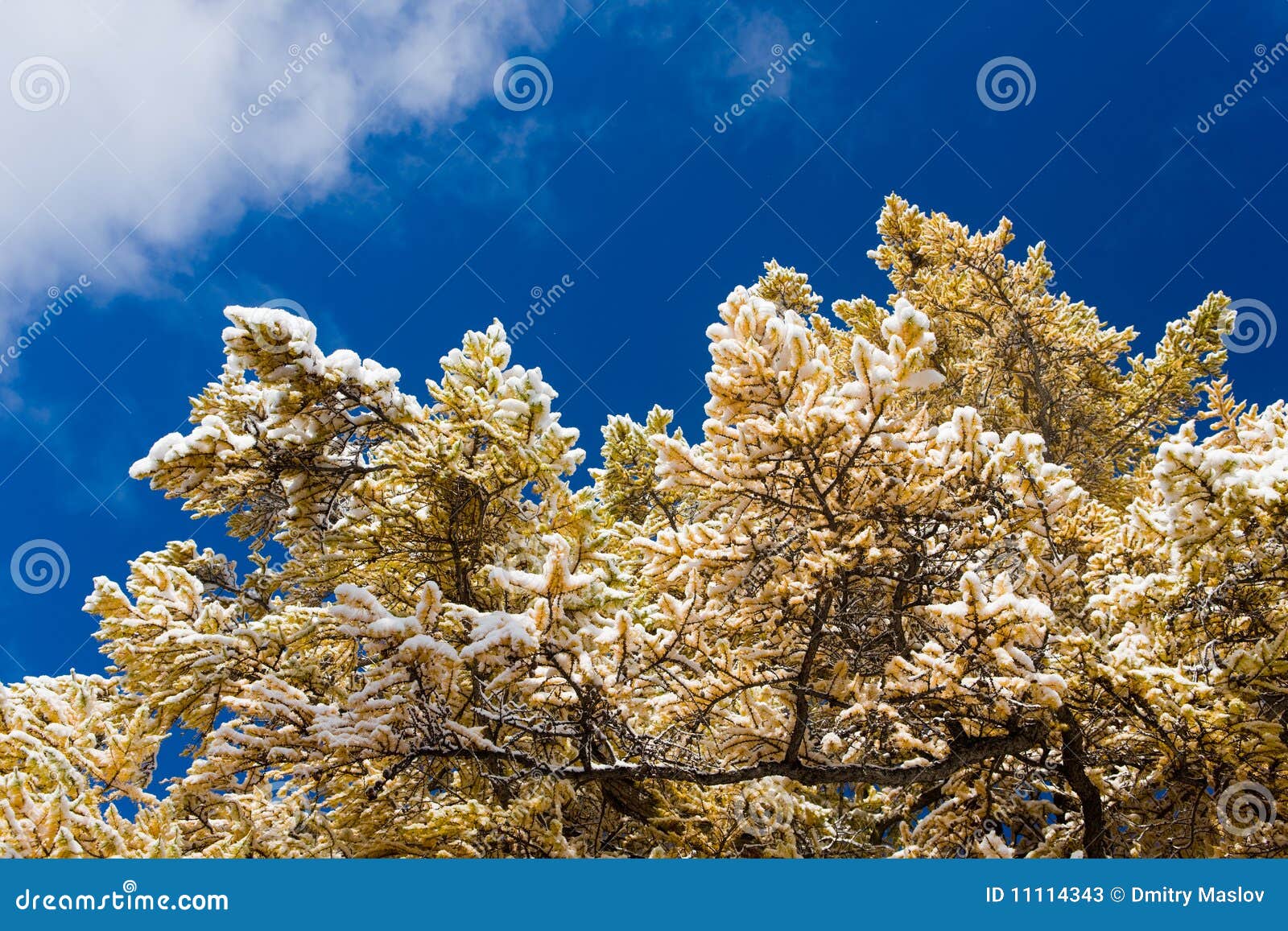 Yellow larch under snow stock image. Image of nature - 11114343