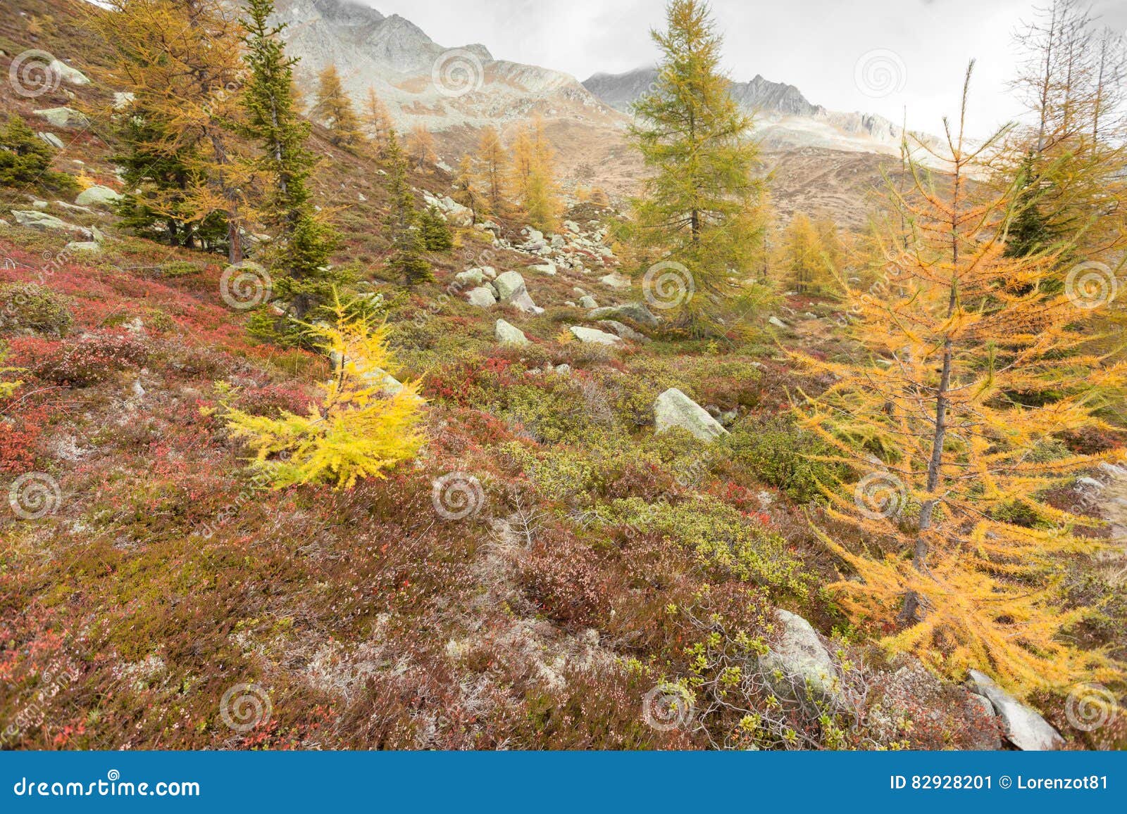 Yellow Larches at Fall in the Woods Stock Image - Image of stones ...
