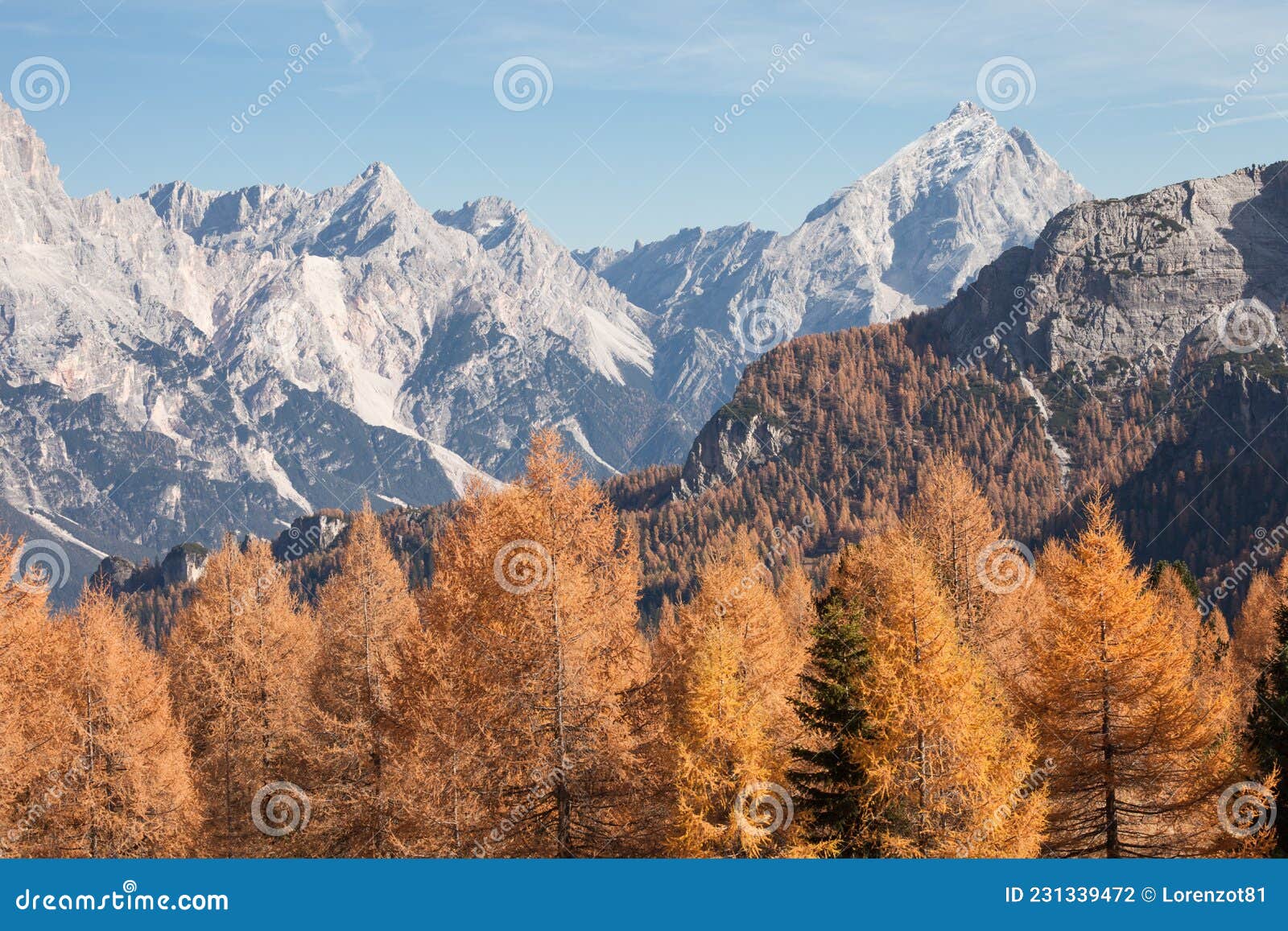 Yellow Larches at Fall in the Woods in Front of Antealo Mount Stock ...