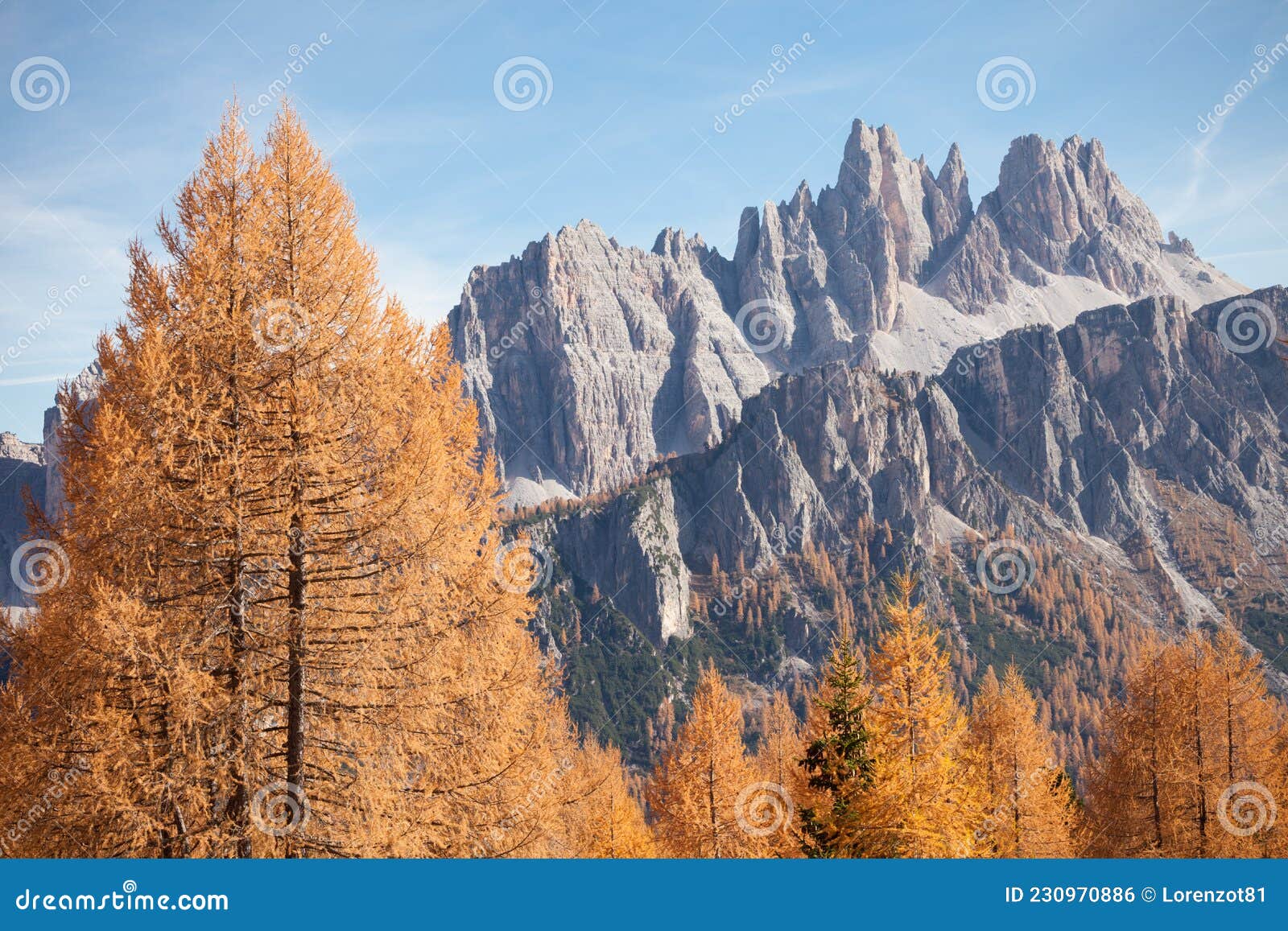 Yellow Larches at Fall in the Woods in Front of Croda Da Lago Mount ...