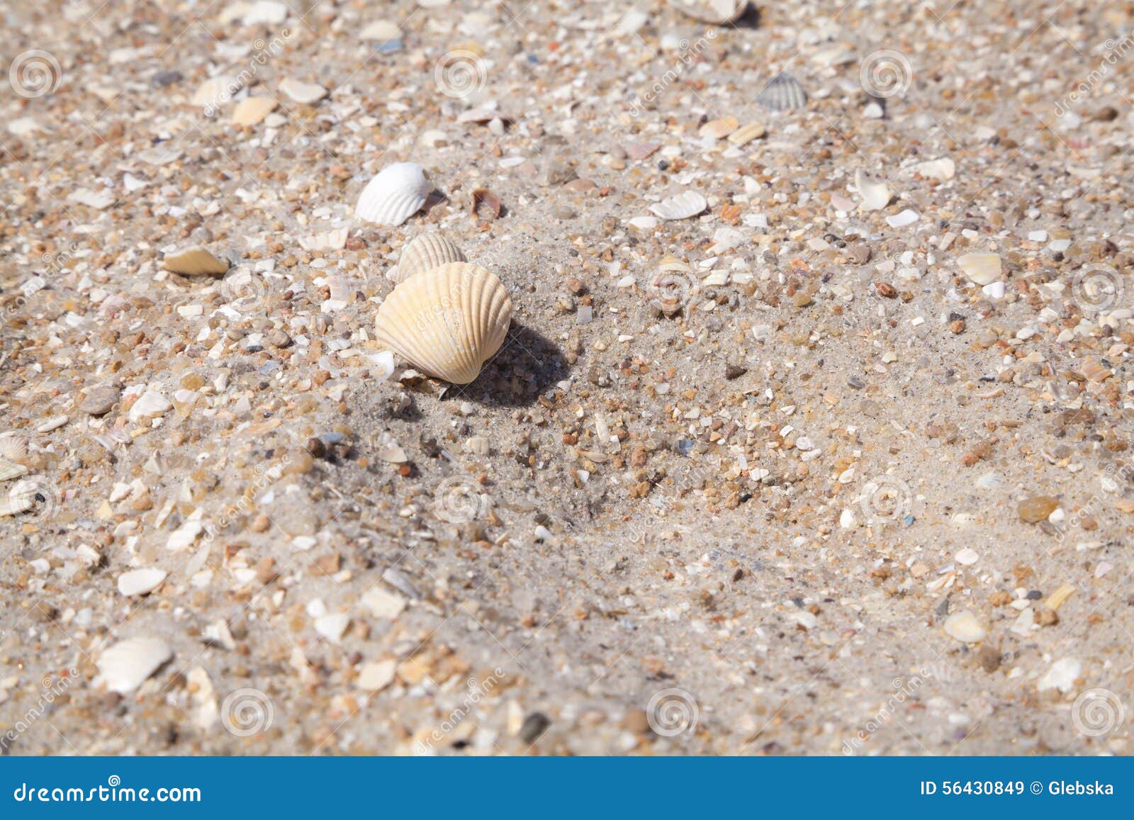 Yellow Large Shell on a Sandy Beach Stock Image - Image of white ...
