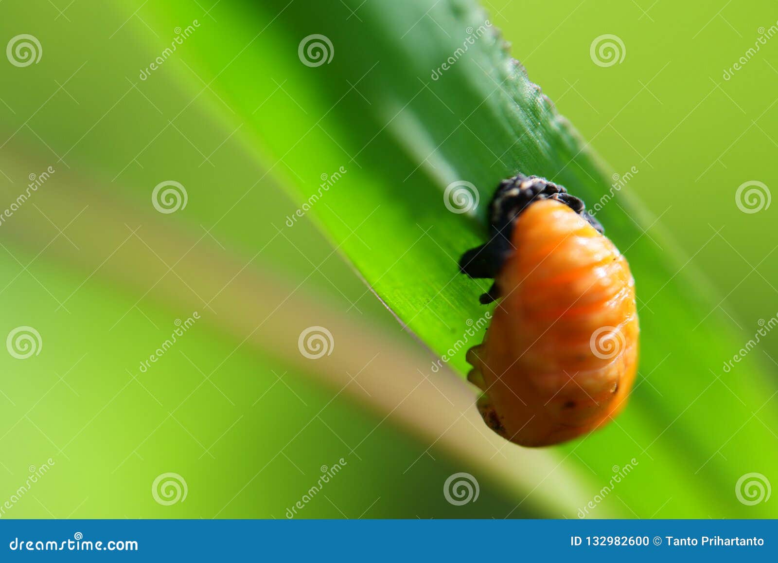 Larvae Of Yellow Fever Mosquitoe, Haemagogus Leucocelaenus, Satara ...