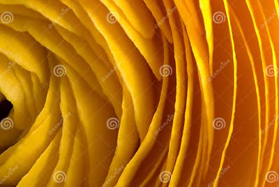 Yellow layers stock photo. Image of attraction, curve, garden - 726140
