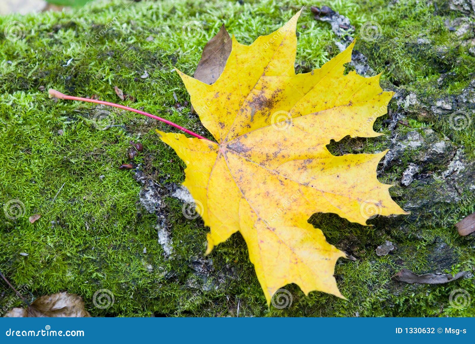 Yellow leaf stock photo. Image of nature, forestry, colorful - 1330632